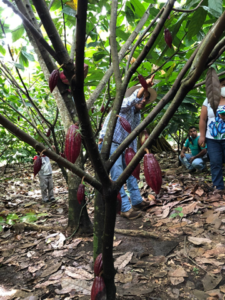 Mazorca Negra – Chocolatería Peninsular
